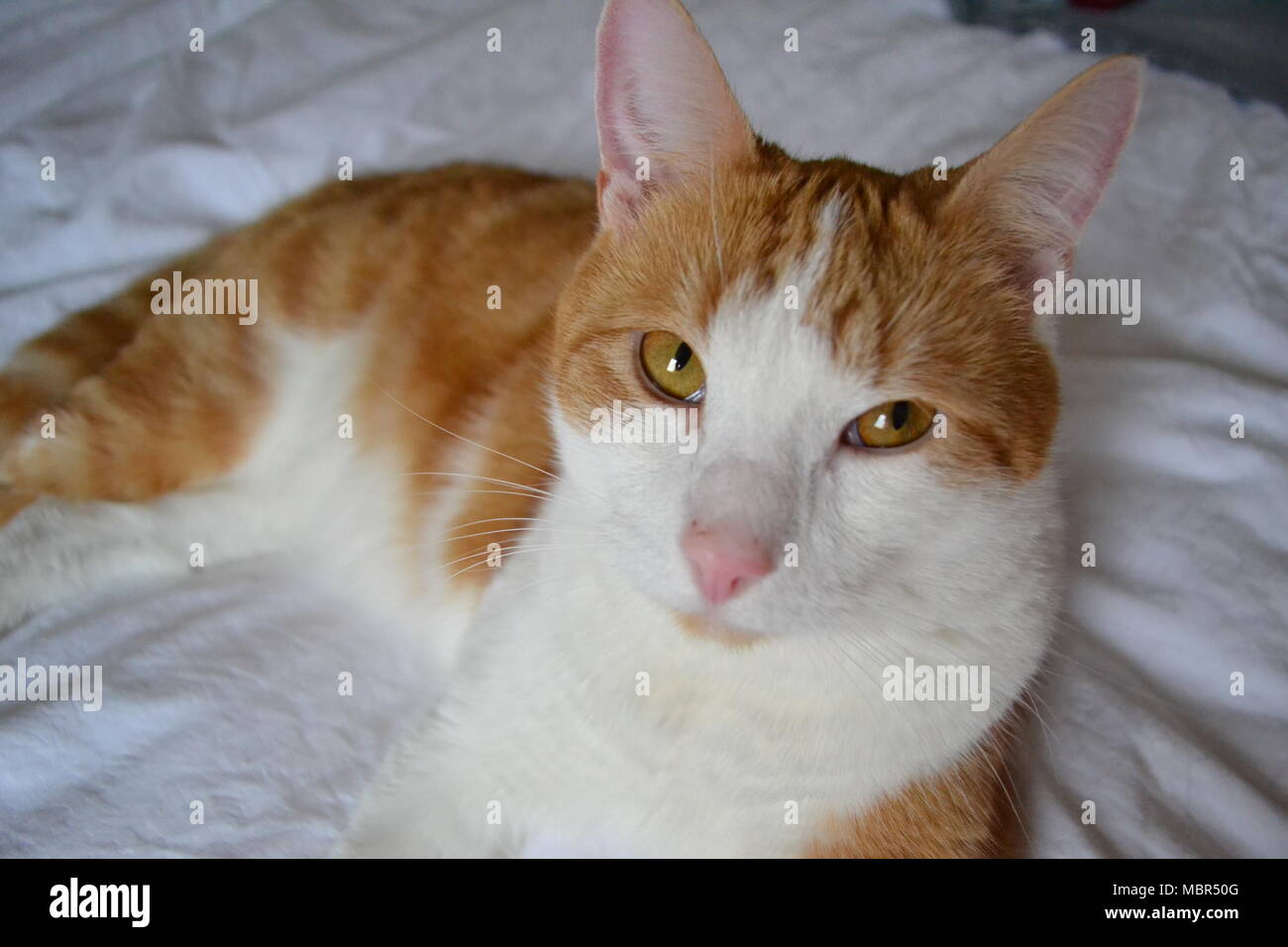Cute giger and white cat relaxing on a bed at home Stock Photo - Alamy