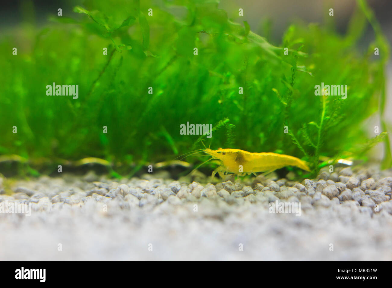 Hawaiian Red Shrimp - Halocaridina Rubra Stock Photo - Alamy