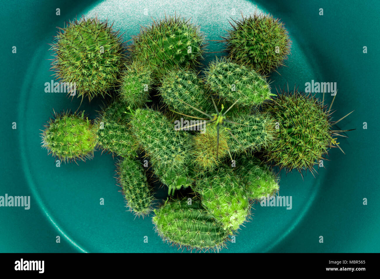 Dinner plate cactus hi-res stock photography and images - Alamy