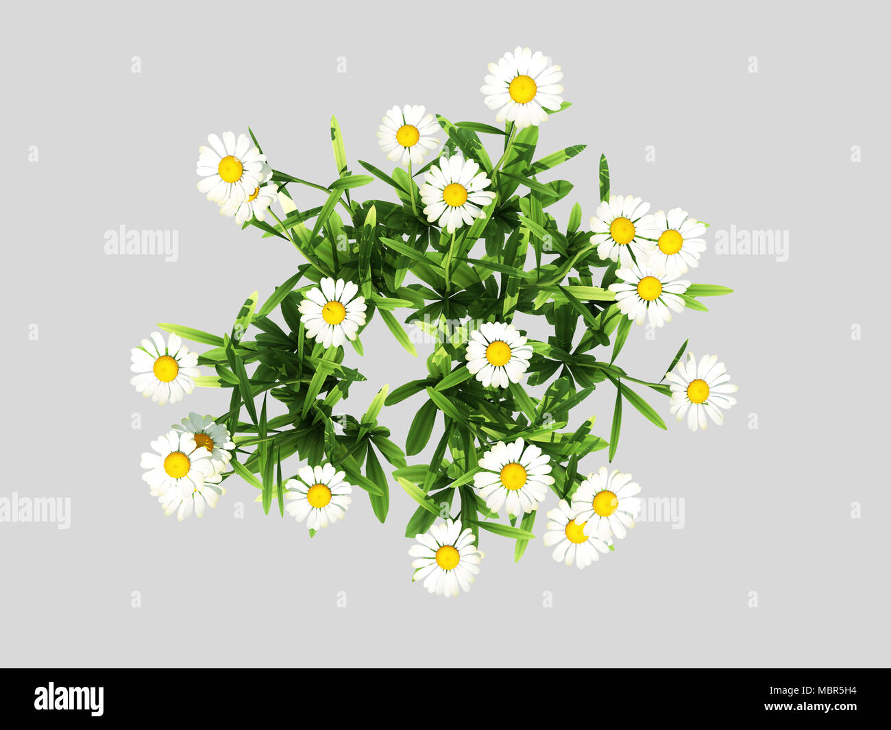 Flower Plants Top View