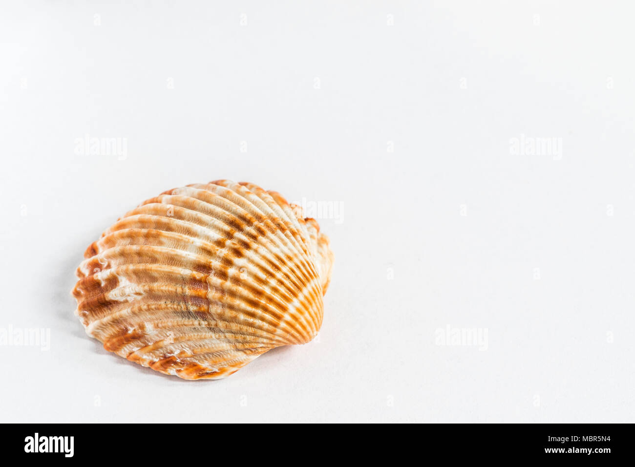 A sea shell on a white background Stock Photo - Alamy