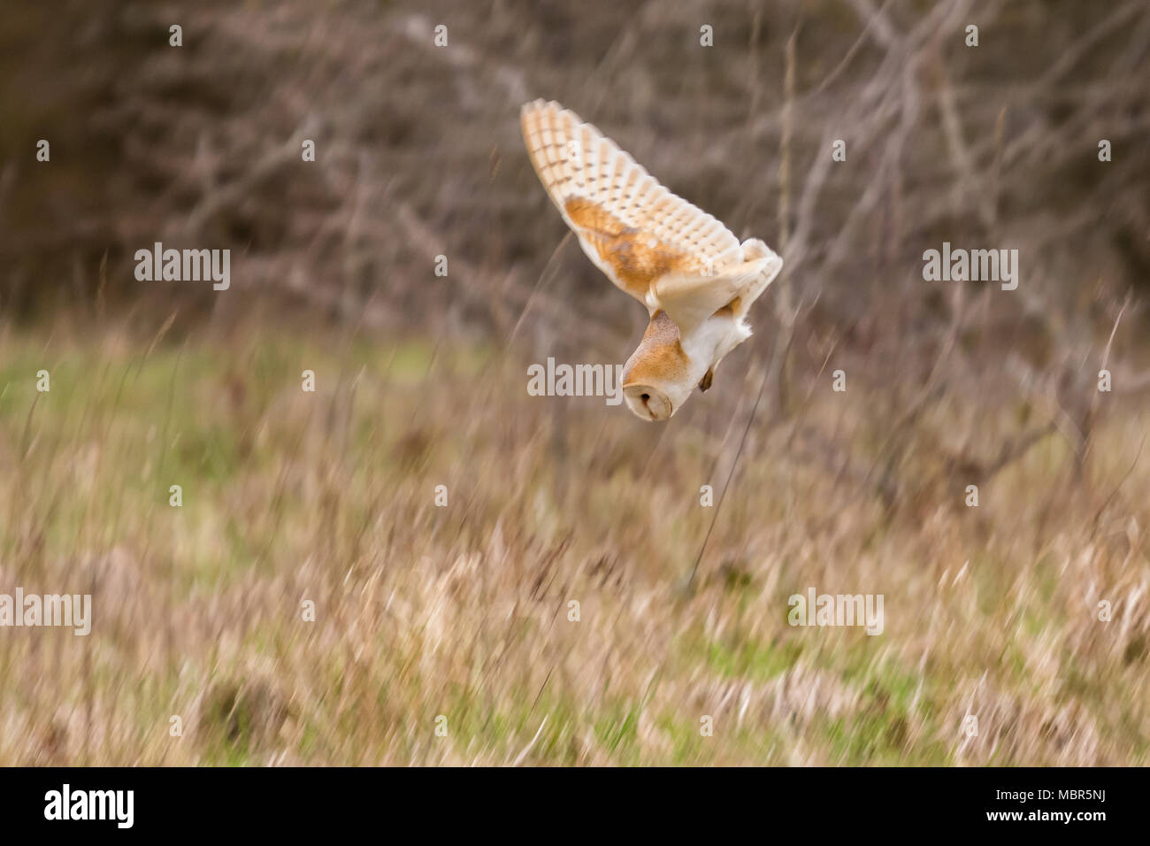 Barn Owl Hunting Stock Photo - Alamy