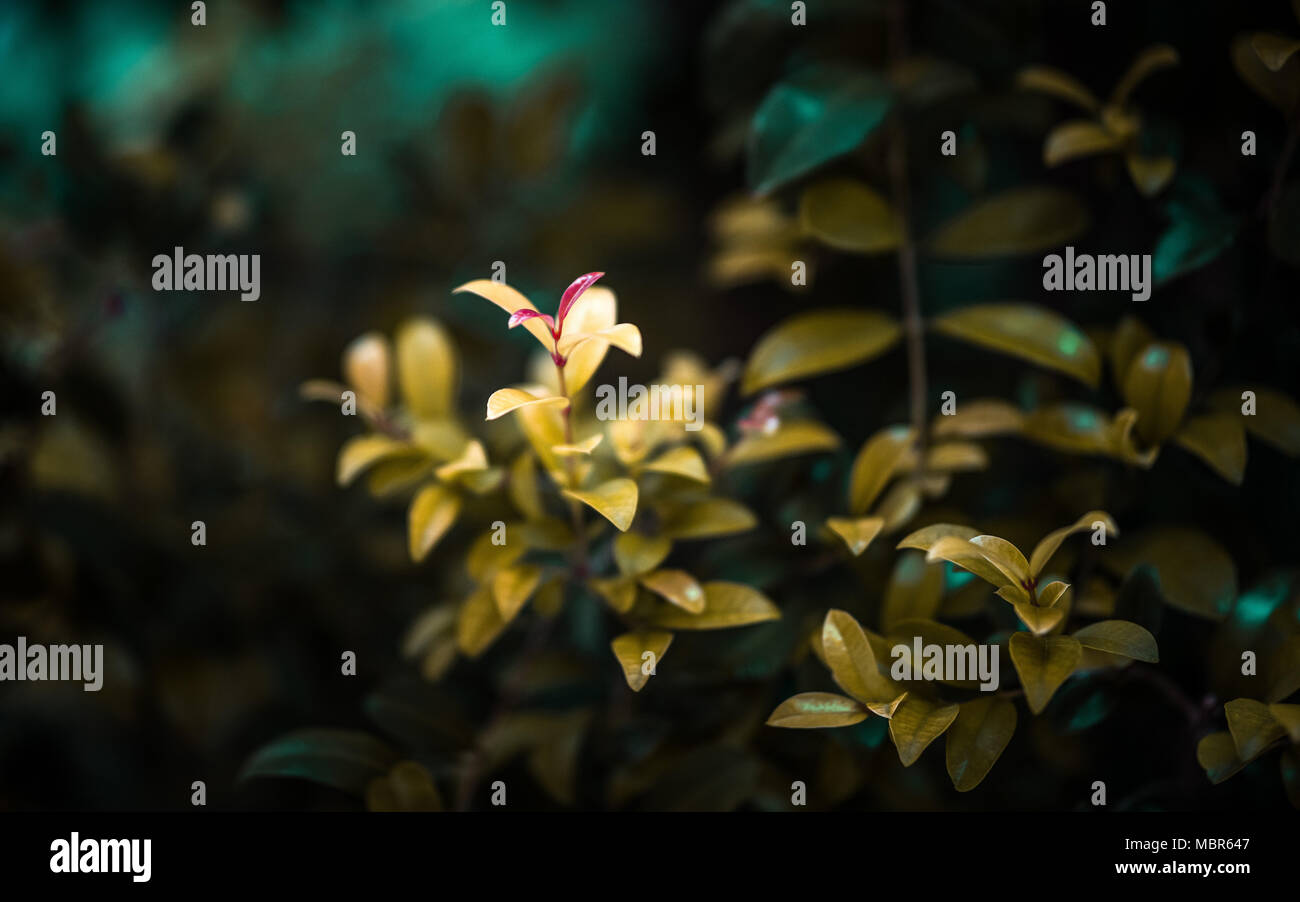 Many green trees leaves hi-res stock photography and images - Alamy