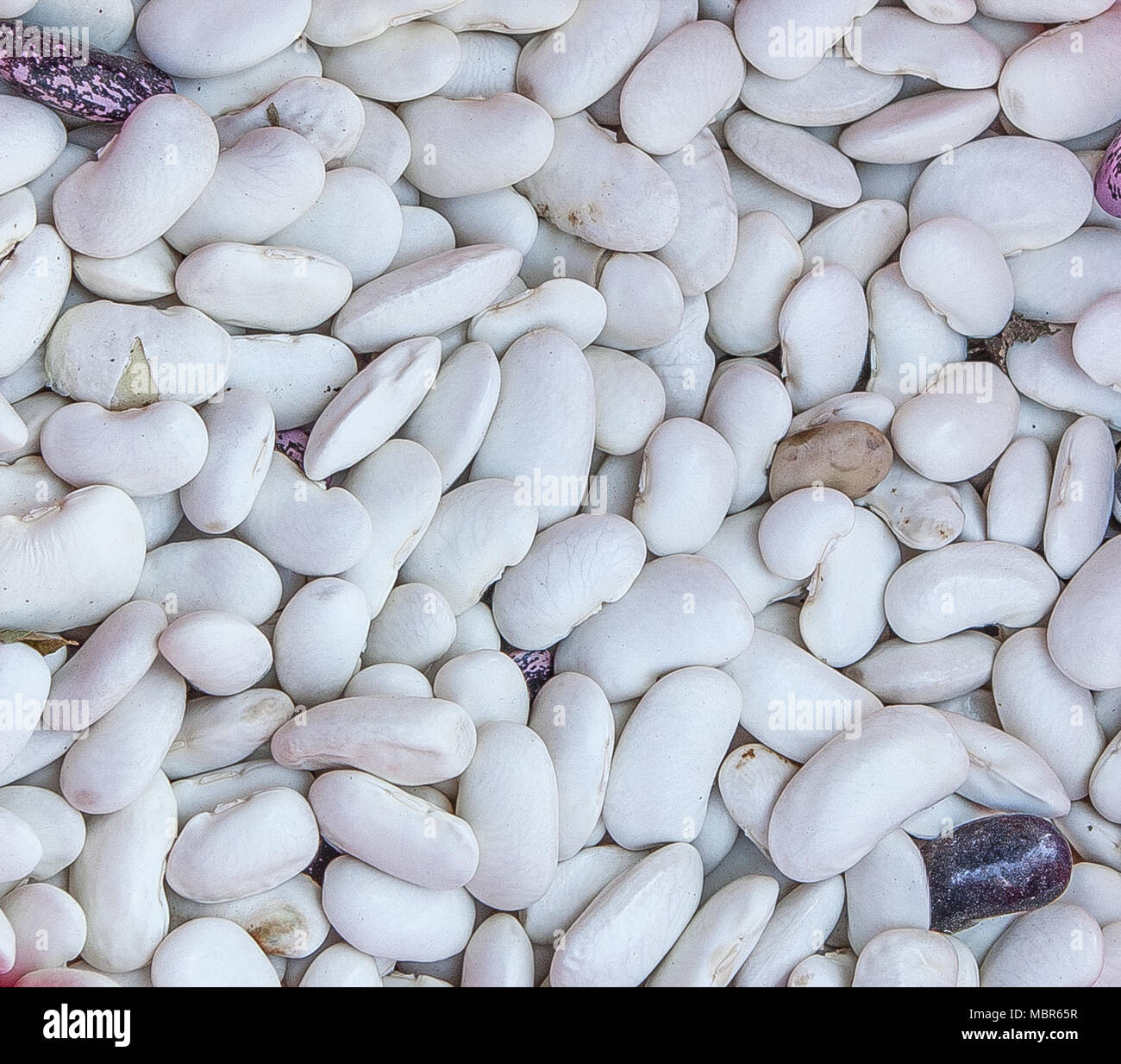 Great Northern Beans texture background. Also called white kidney beans ...
