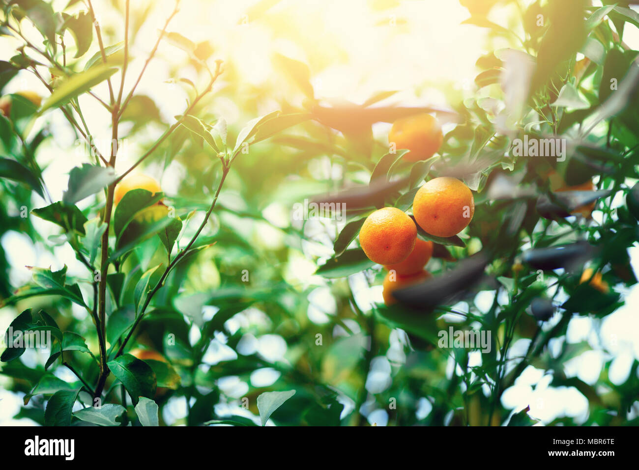 Orange tree with whole fruits. Fresh oranges on branch with green leaves, sunlight effect ...