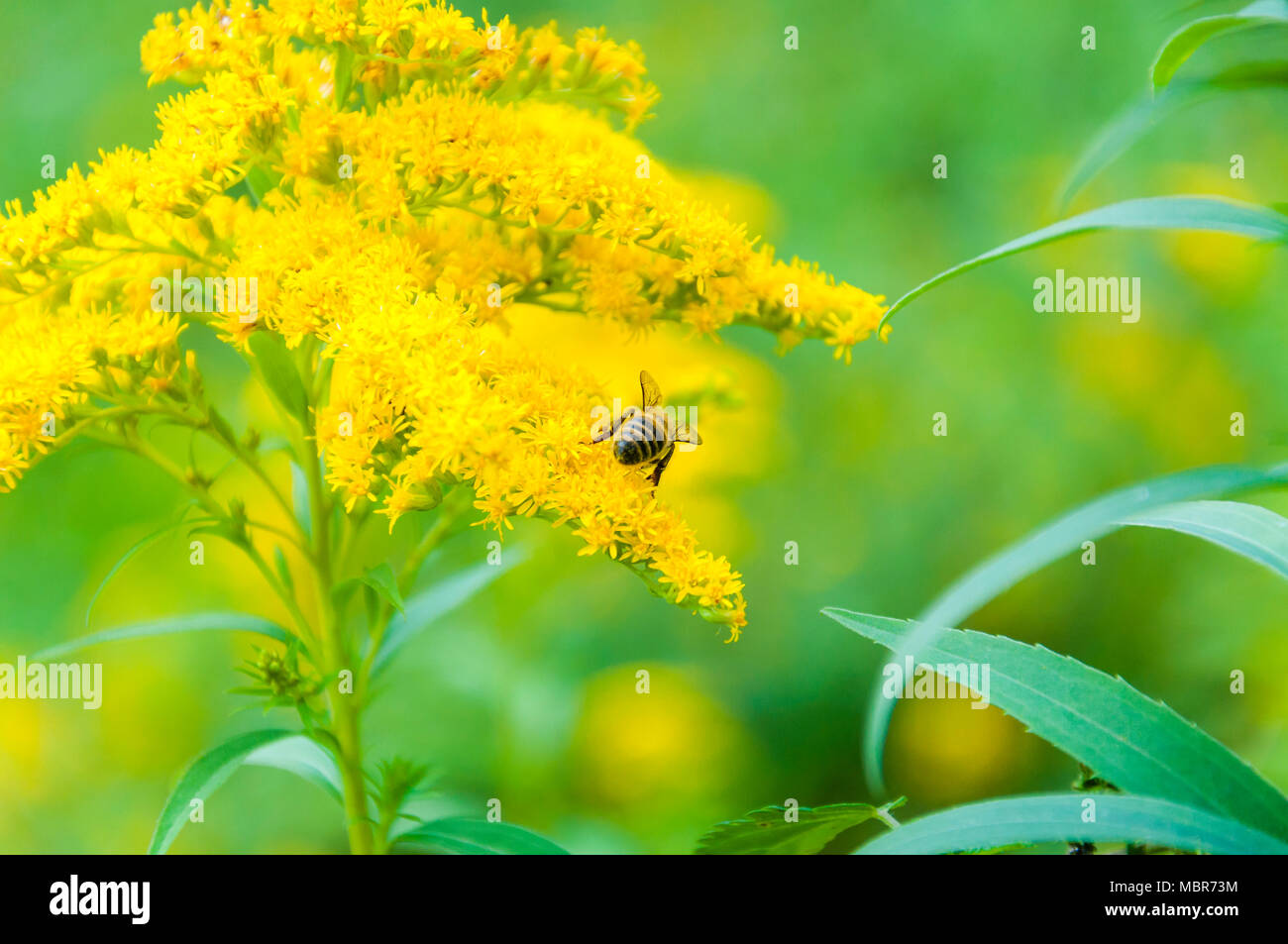 Goldenrod is bee food for late in the summer hi-res stock photography ...