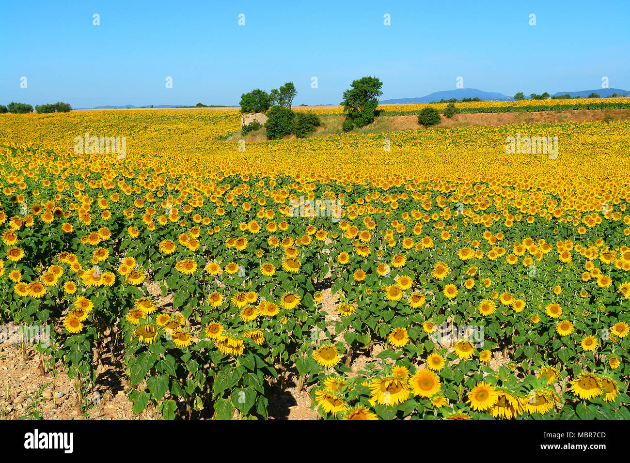 Sunflowers provence france hi-res stock photography and images - Alamy
