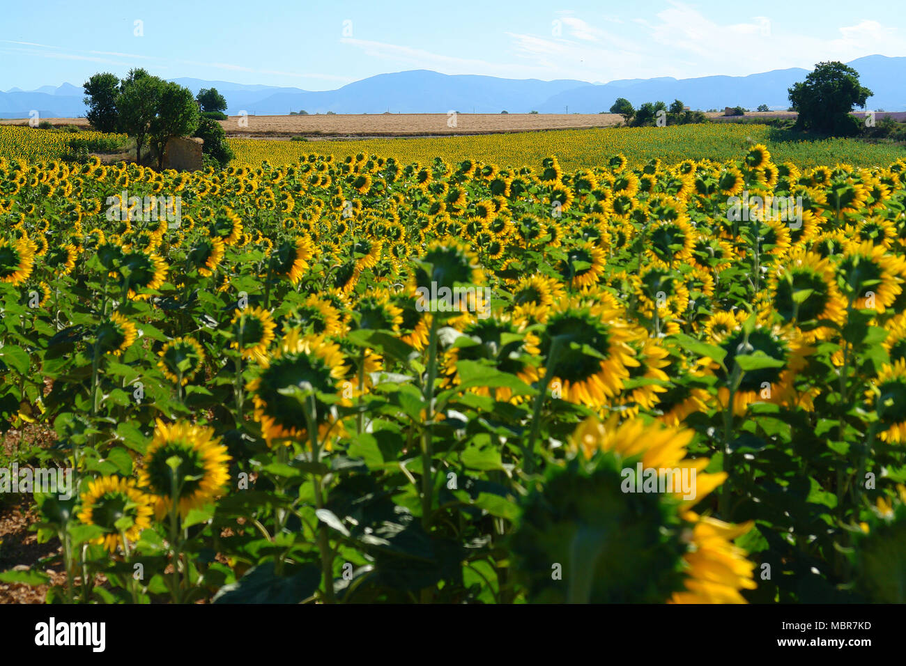 Fields of sunflowers in summer Stock Photo - Alamy