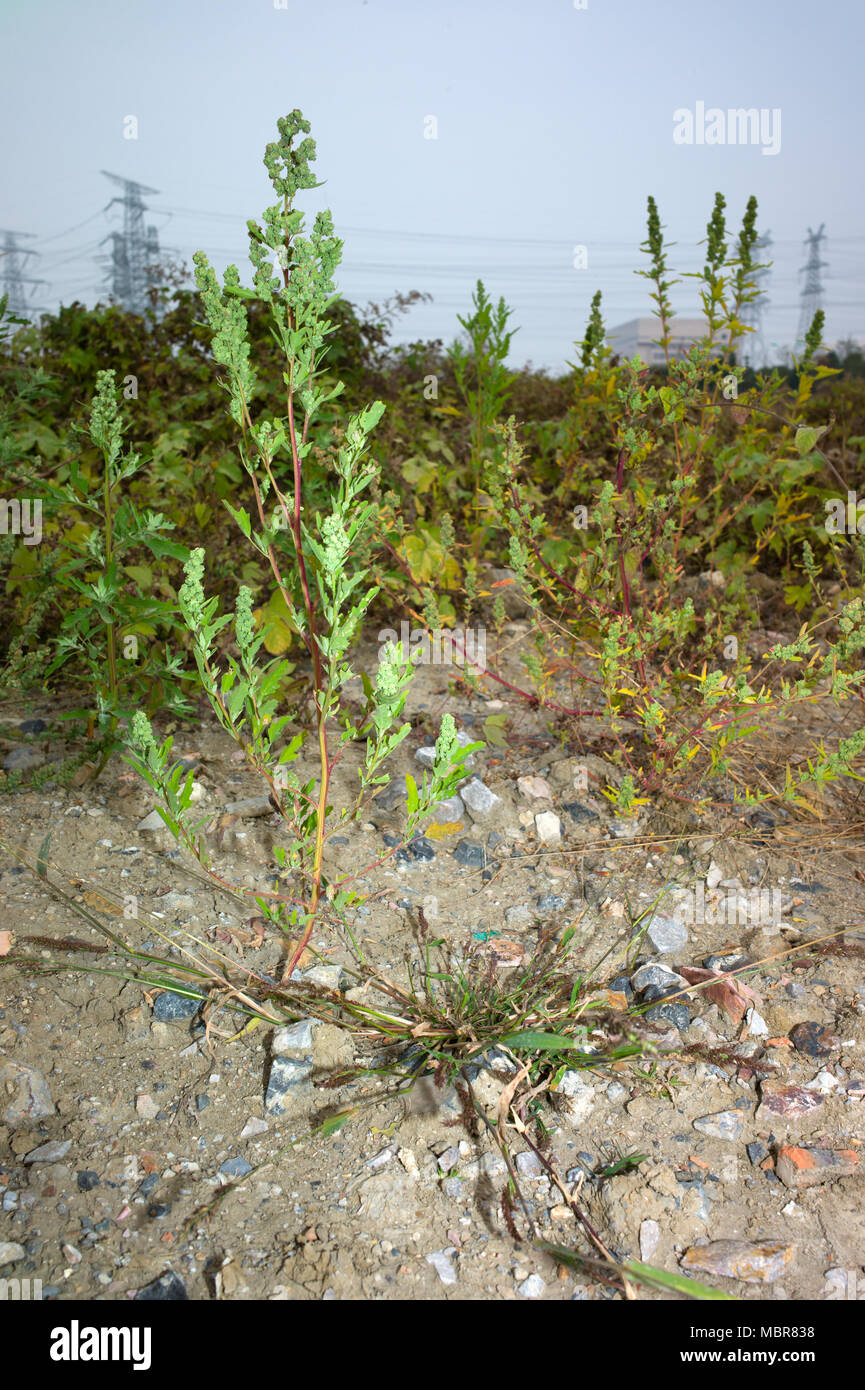 Wasteland weeds hi-res stock photography and images - Alamy