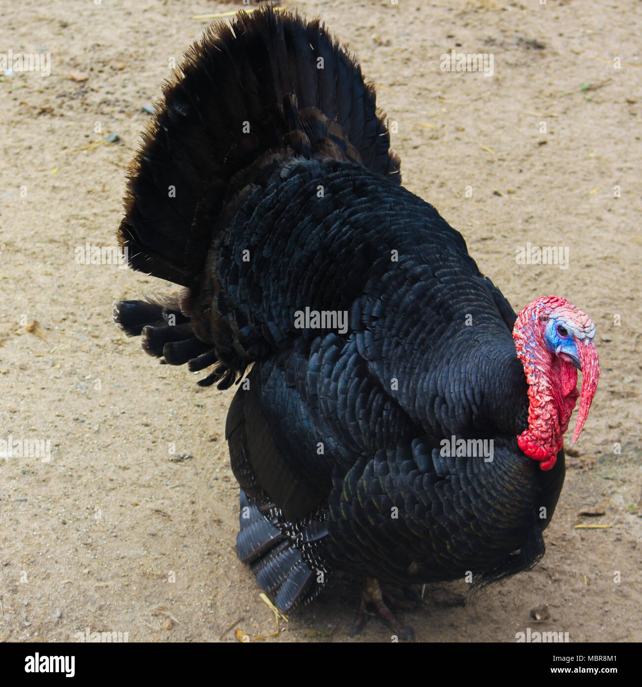 Wildlife sanctuary turkey hi-res stock photography and images - Alamy