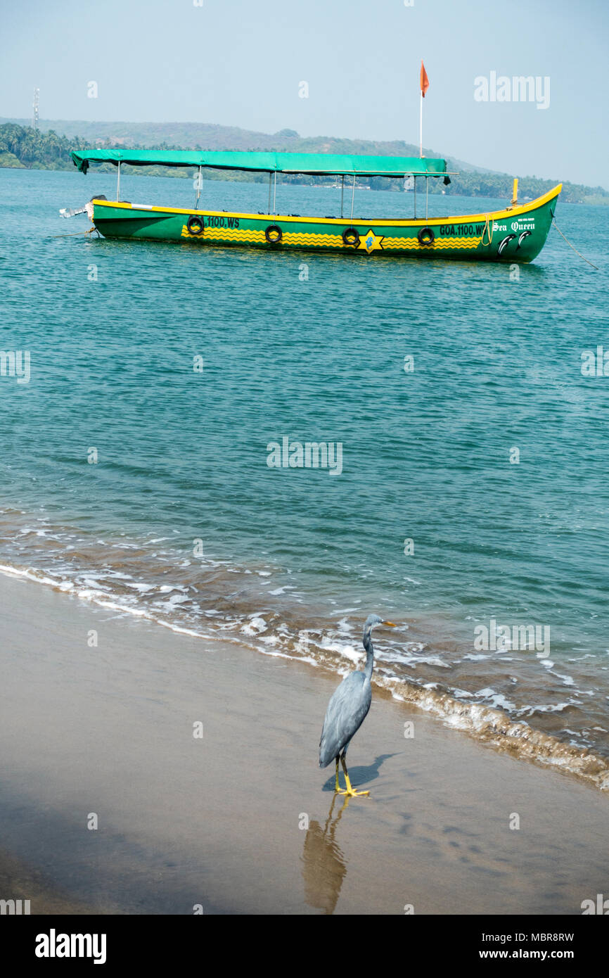 Turtle beach goa hi-res stock photography and images - Alamy
