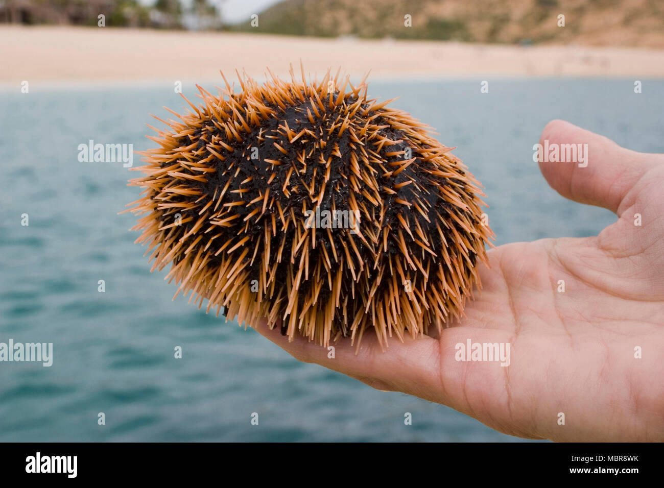 Spiky urchin hi-res stock photography and images - Alamy