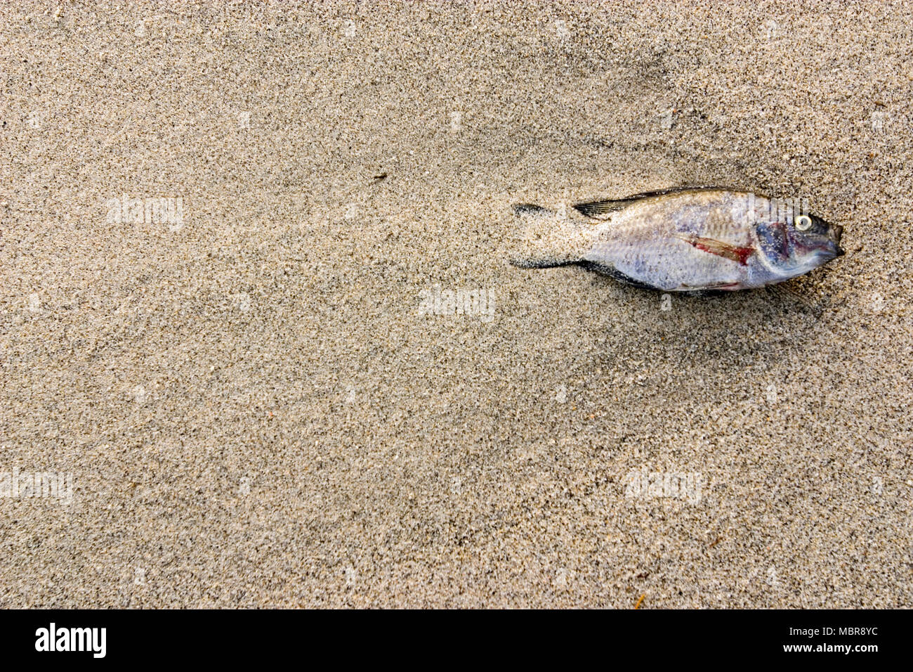 dead fish on the sand Stock Photo - Alamy