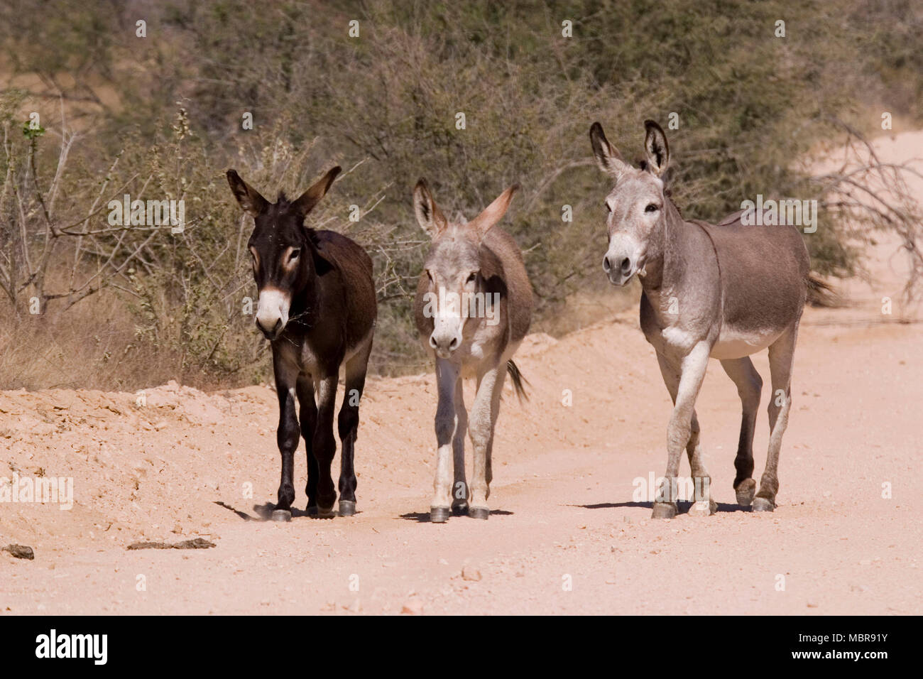 Donkey Walking On Road High Resolution Stock Photography and Images - Alamy