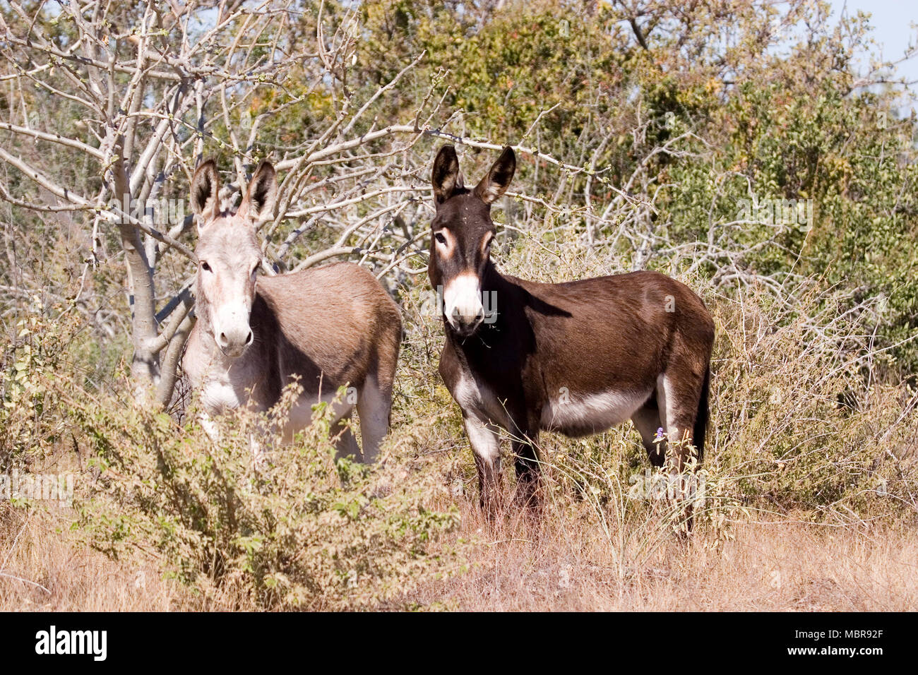 Donkey wild mexico baja hi-res stock photography and images - Alamy