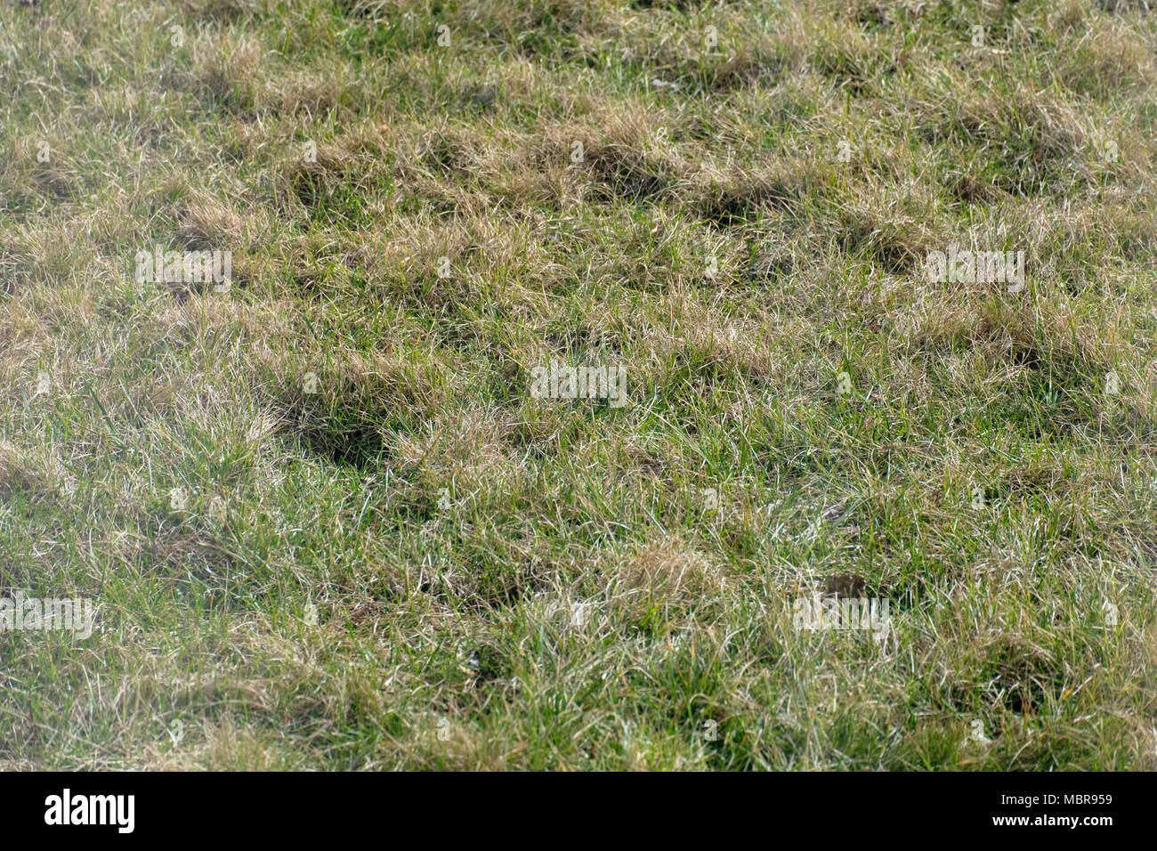 Background of a half green grass. Half Dray grass texture. Early spring ...