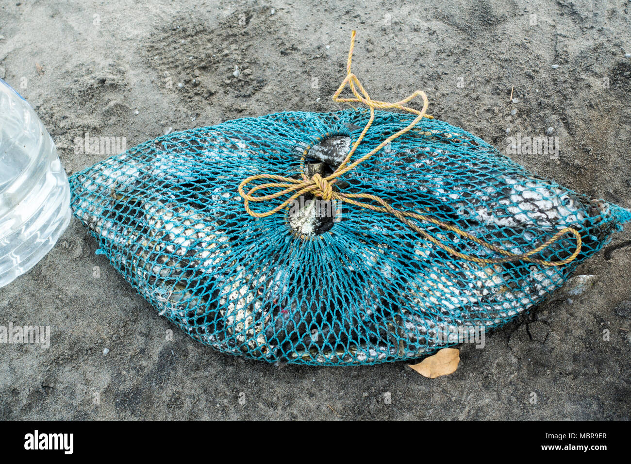 Morjim beach goa turtle hi-res stock photography and images - Alamy