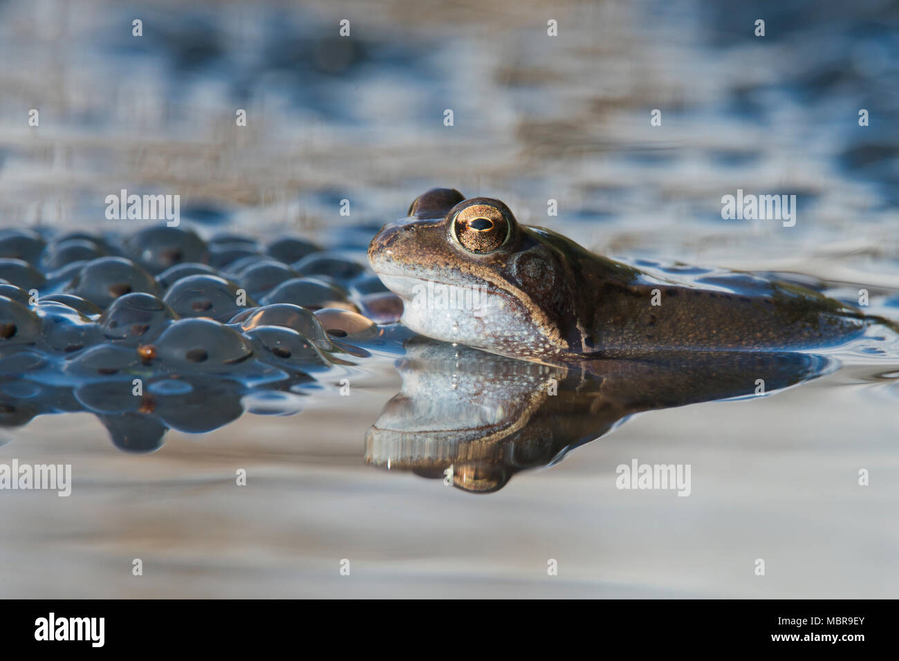 Common frog (Rana temporaria) spawning in waters, Emsland, Lower Saxony, Germany Stock Photo - Alamy