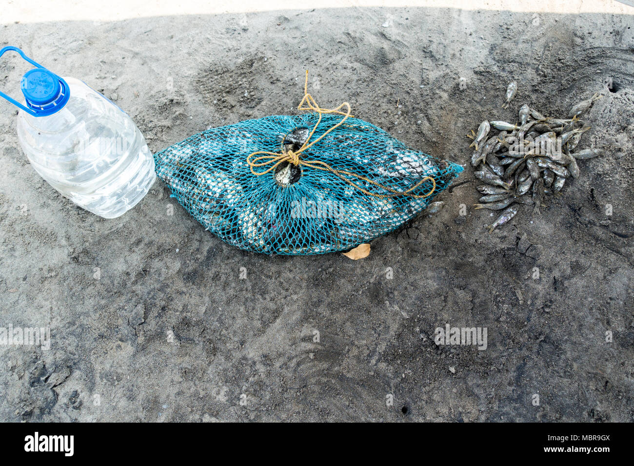 Morjim beach goa turtle hi-res stock photography and images - Alamy