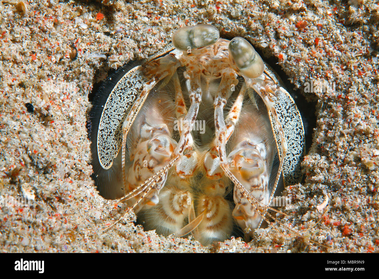 Mantis Shrimp Prey High Resolution Stock Photography and Images - Alamy