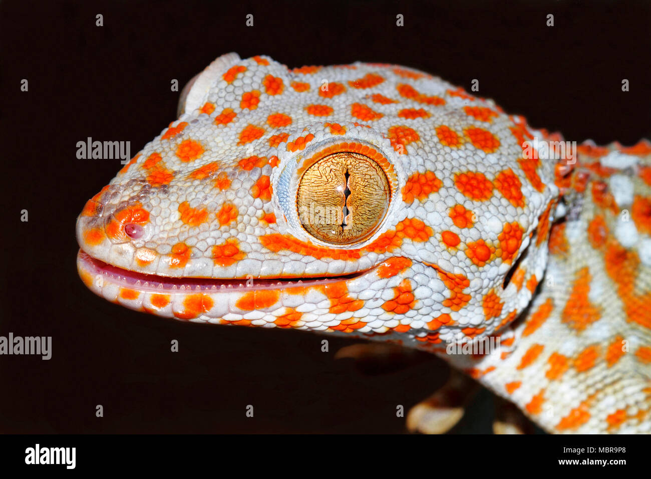 Tokay Gecko Gekko Gecko High Resolution Stock Photography and Images ...