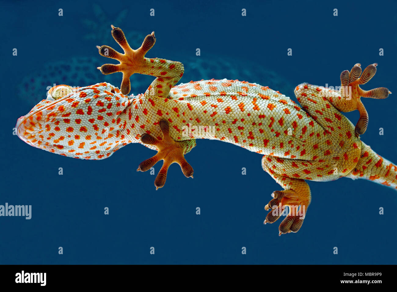 Gekko Gecko High Resolution Stock Photography and Images - Alamy