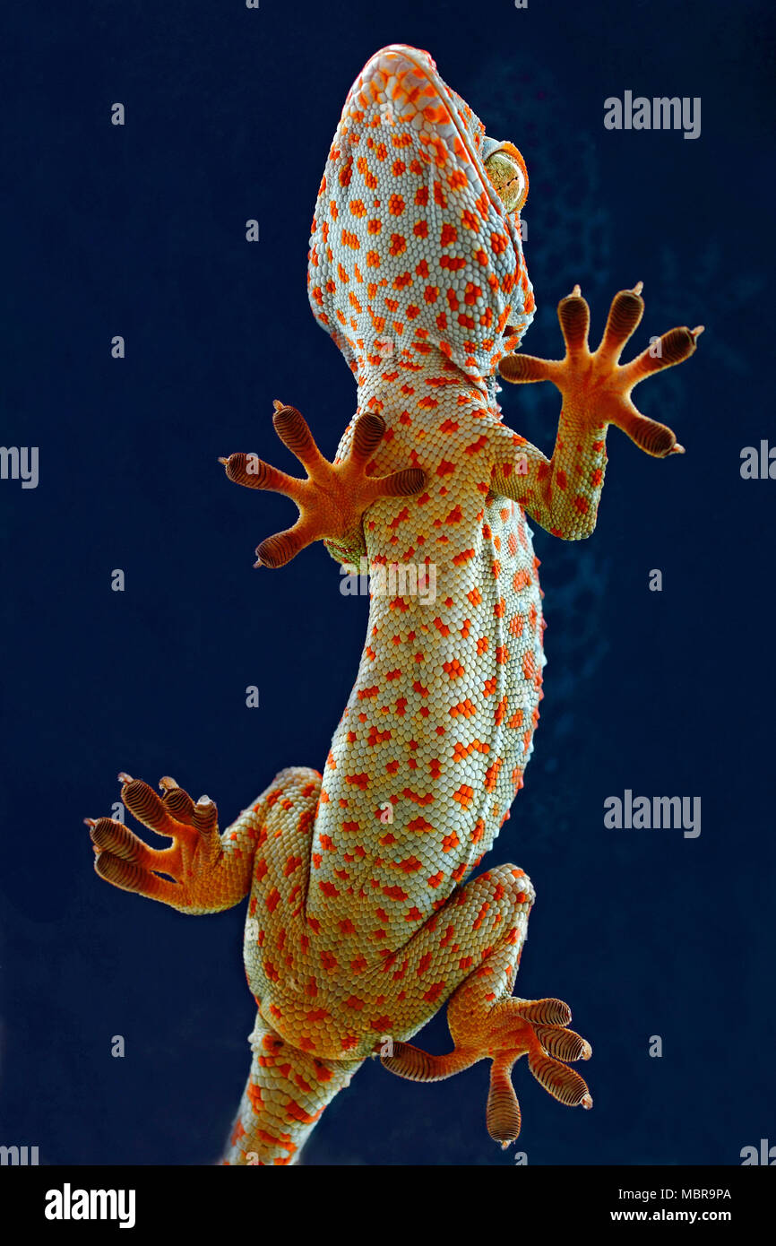 Philippine Lizard High Resolution Stock Photography and Images - Alamy
