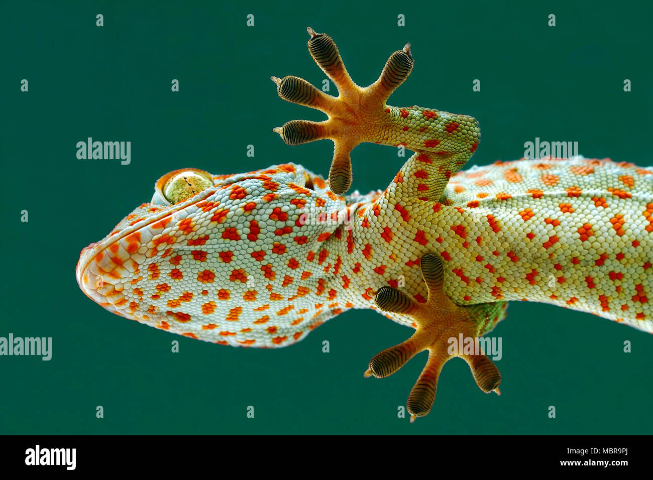 Tokay Gecko Gekko Gecko High Resolution Stock Photography and Images ...