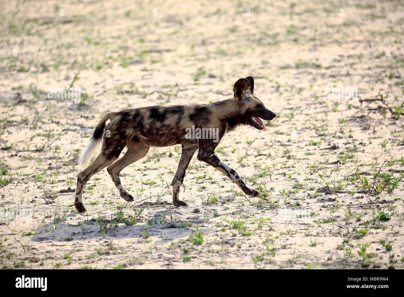 African wild dog running hi-res stock photography and images - Alamy