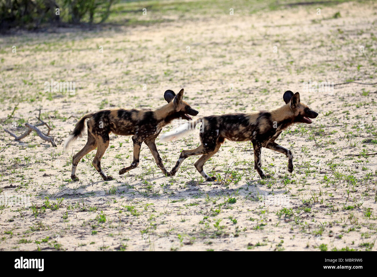 African Wild Dog Running