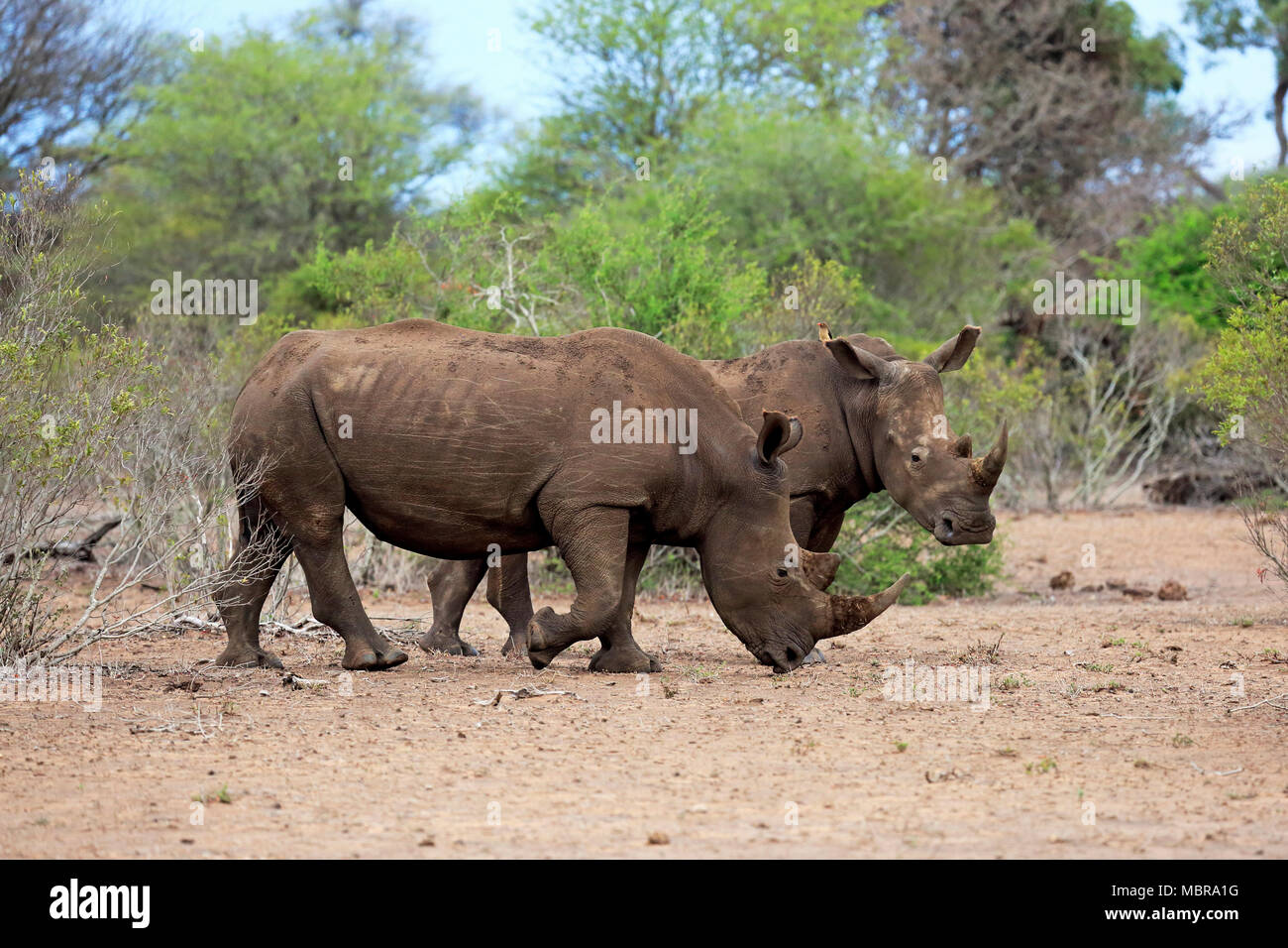 Two White rhinoceroses (Ceratotherium simum), adult two males walking ...