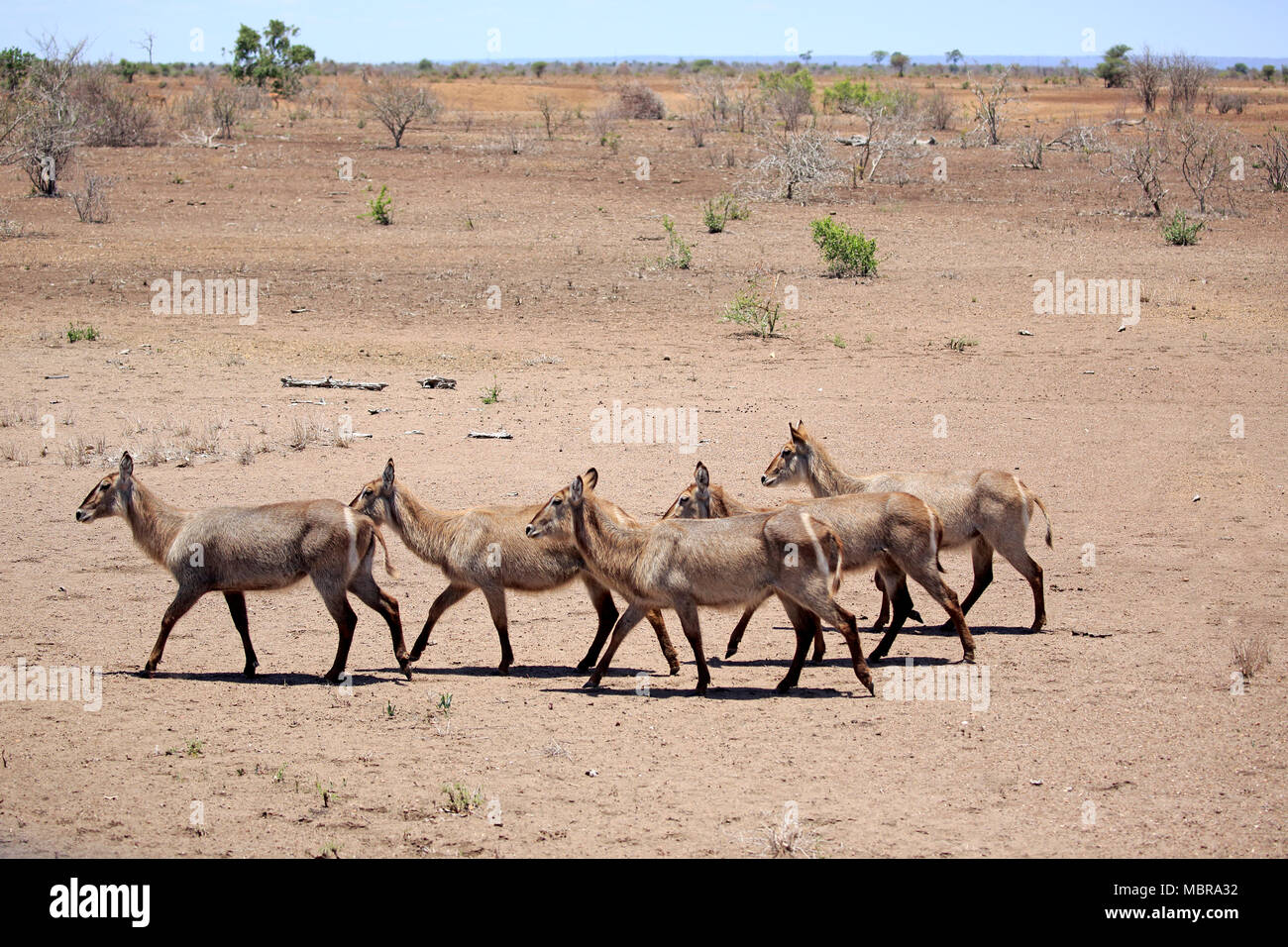 Ellipsen waterbuck (Kobus ellipsiprymnus), adult, herd runs through ...