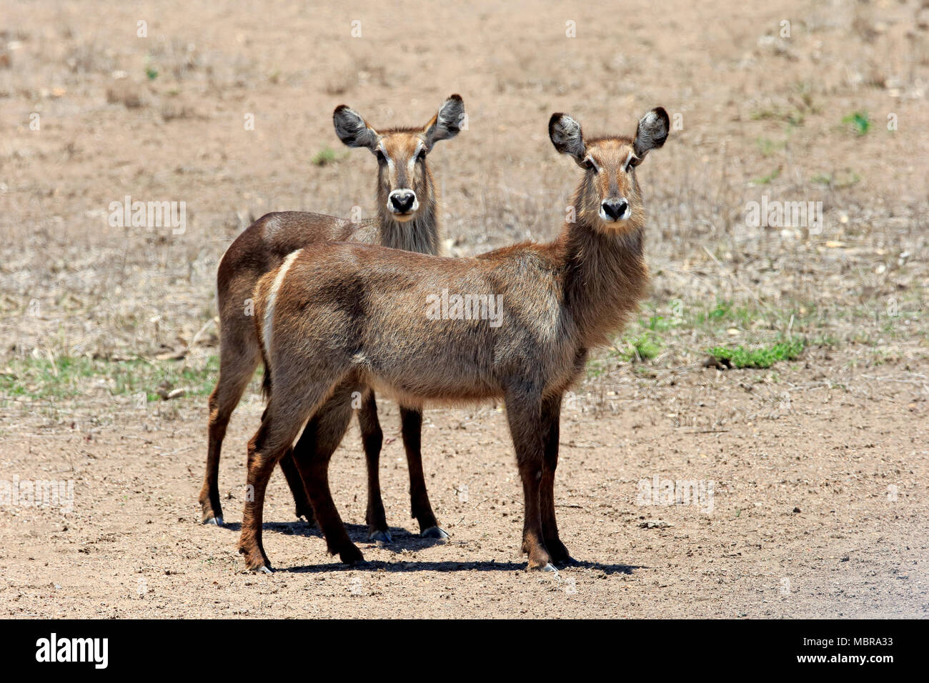 Ellipsen waterbuck (Kobus ellipsiprymnus), adult, two animals, alert ...