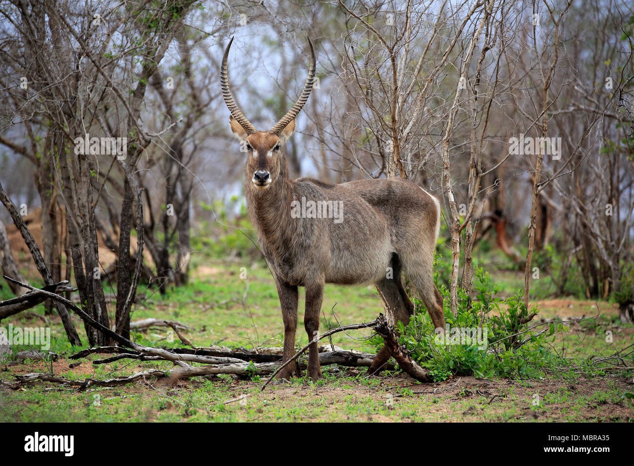 Ellipsen waterbuck hi-res stock photography and images - Alamy