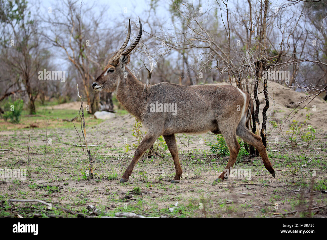 Ellipsen waterbuck (Kobus ellipsiprymnus), adult, male, Kruger National ...