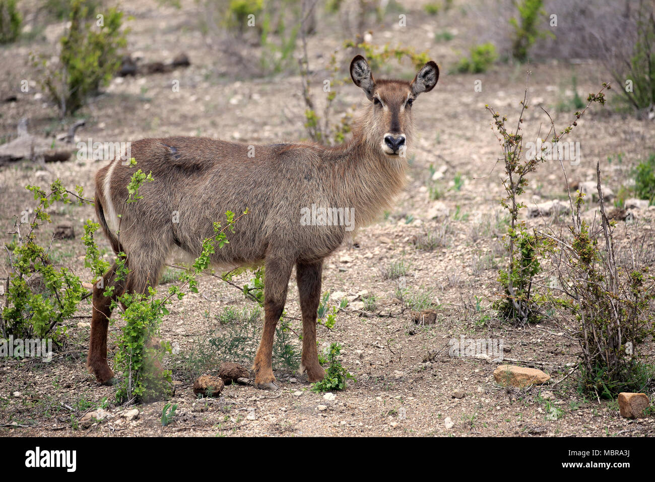 Ellipsen waterbuck (Kobus ellipsiprymnus), adult, female, alert, Kruger ...