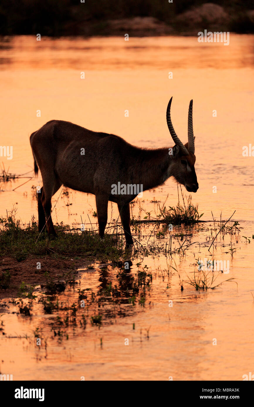 Ellipsen waterbuck (Kobus ellipsiprymnus), adult male on the water ...