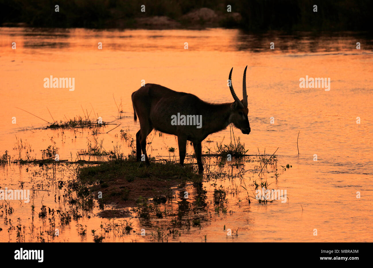 Ellipsen waterbuck (Kobus ellipsiprymnus), adult male on the water ...