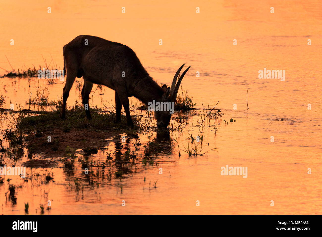Ellipsen waterbuck (Kobus ellipsiprymnus), adult male on the water ...