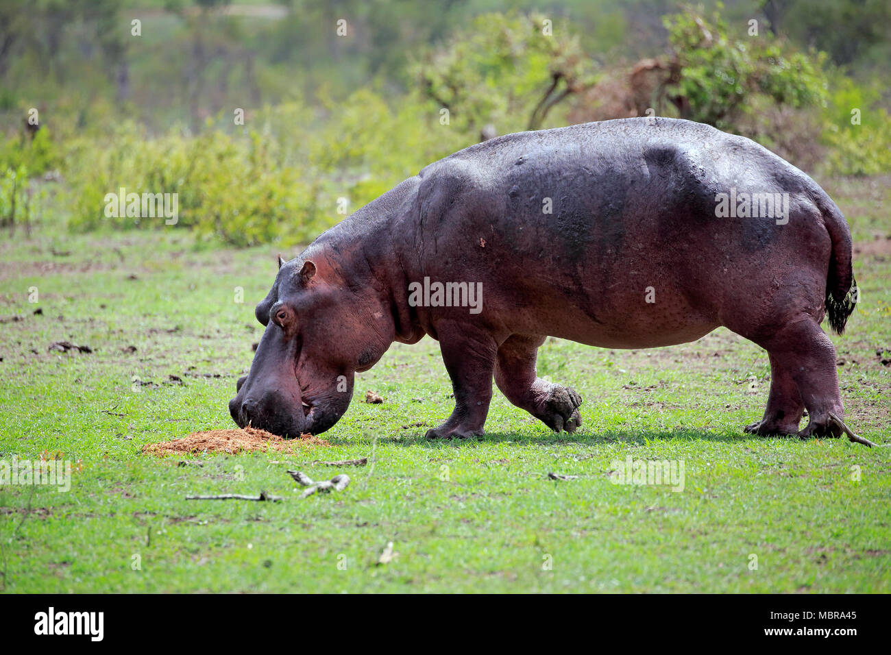 Hippo (Hippopotamus amphibius), adult, eats fresh grass, foraging, Sabi ...