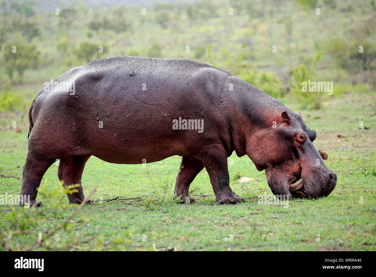 Feeding hippopotamus hi-res stock photography and images - Alamy