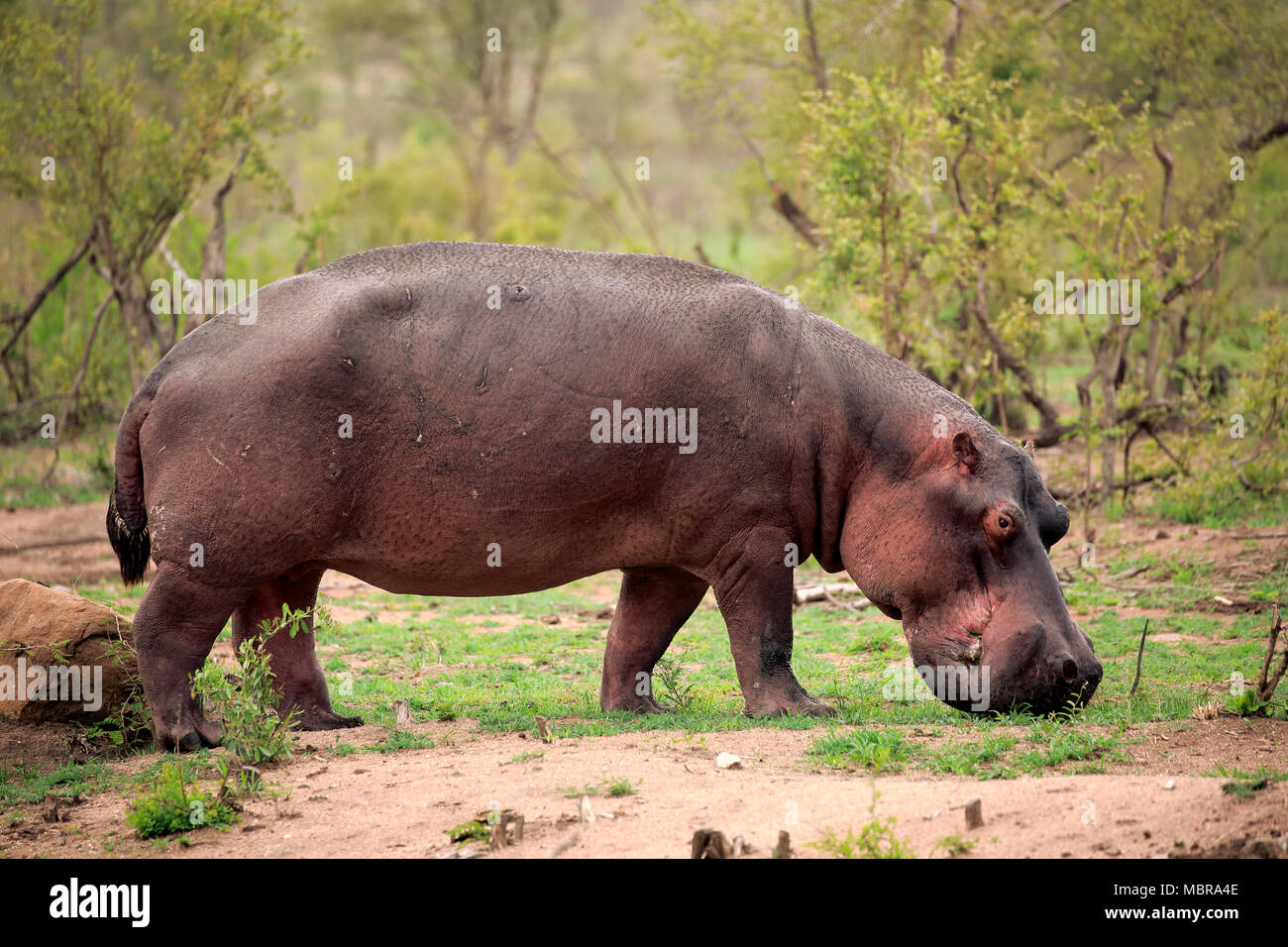Hippo (Hippopotamus amphibius), adult, eats fresh grass, foraging, Sabi ...