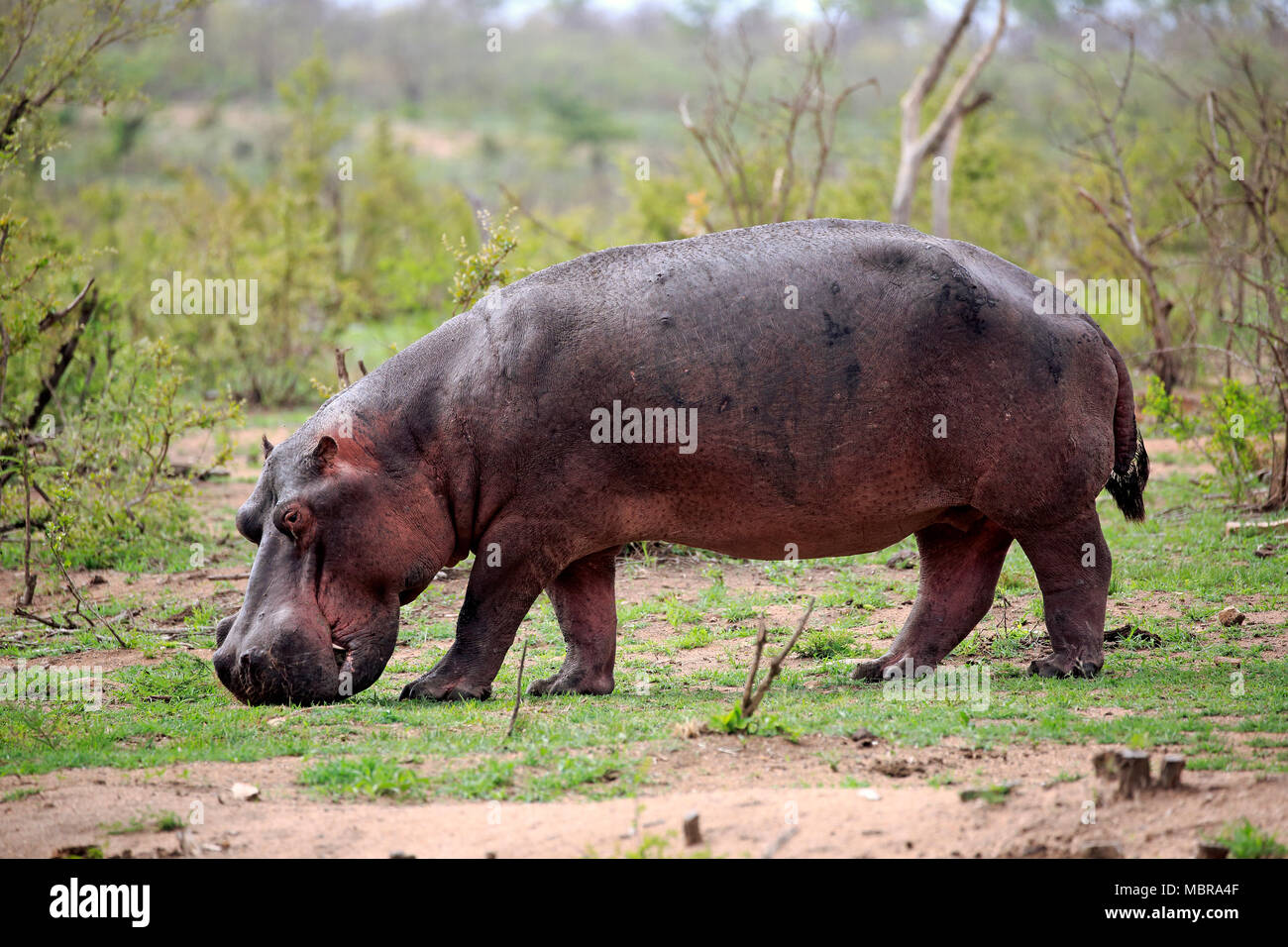 Hippopotamus Amphibius Stock Photos & Hippopotamus Amphibius Stock ...
