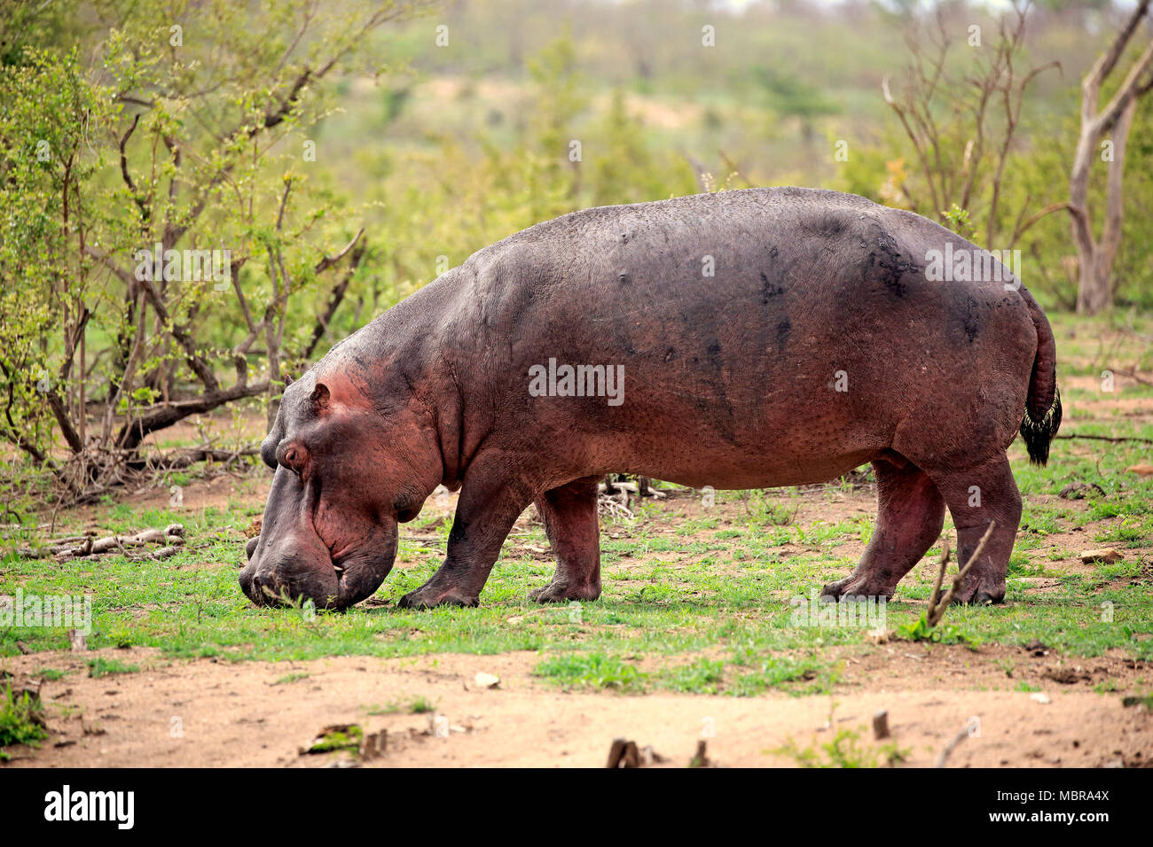 Hippo (Hippopotamus amphibius), adult, eats fresh grass, foraging, Sabi ...