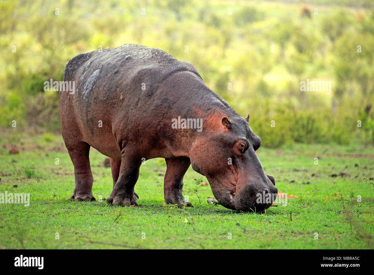 Hippo (Hippopotamus amphibius), adult, eats fresh grass, foraging, Sabi ...
