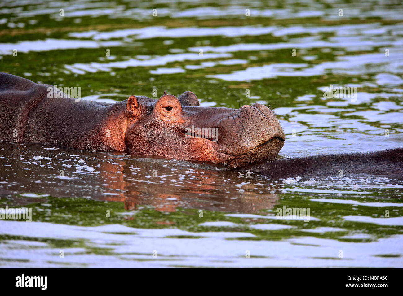 Hippo (Hippopotamus amphibius), adult, bathing in water, animal ...