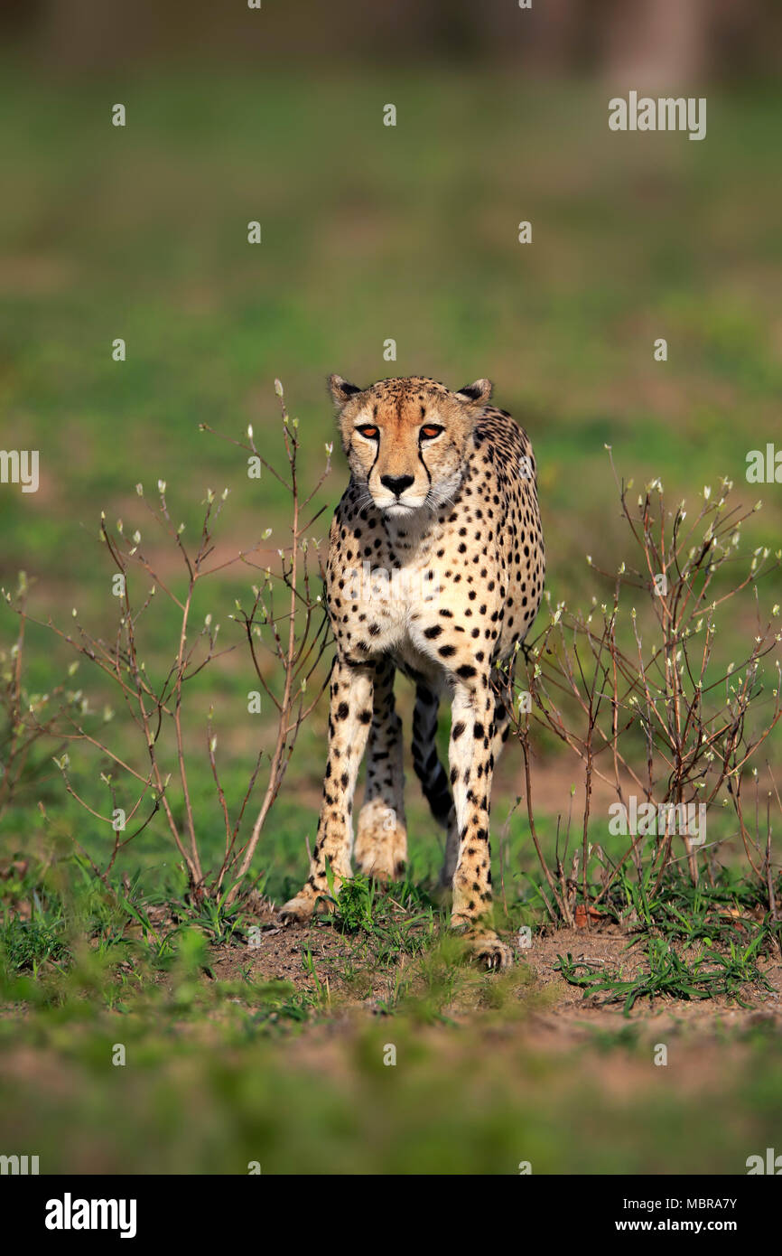 Observing environment hi-res stock photography and images - Alamy