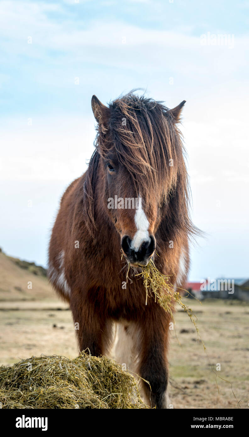 Hay animal feed hi-res stock photography and images - Alamy
