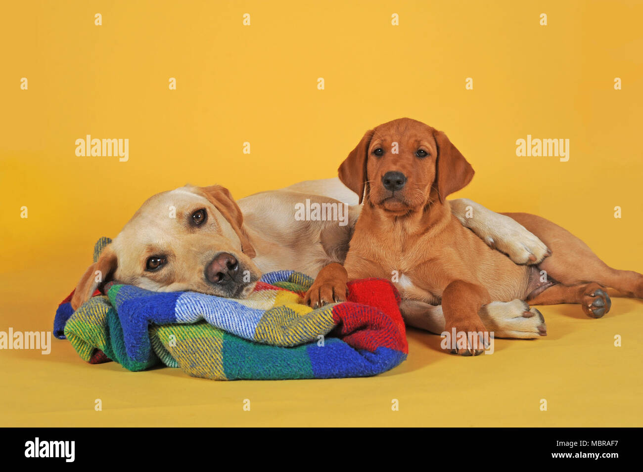 Labrador Retriever, yellow, male and 10 week old puppy, lying together ...