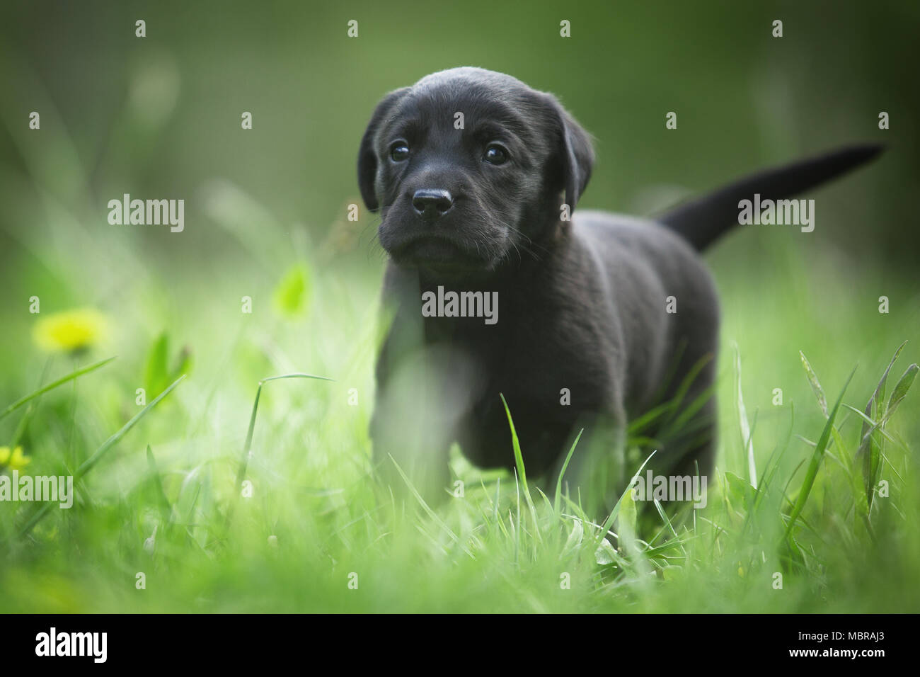Little black Labrador puppy walking curiously through the grass ...